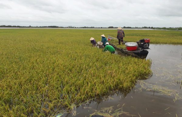 Phù sa là gì? Tìm hiểu về Đất phù sa tại Việt Nam