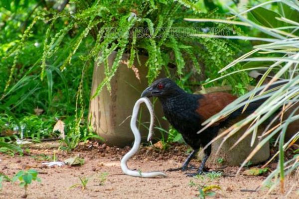 Bìm bịp là con gì? Tất tần tật các thông tin về chim bìm bịp